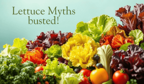 Why are lettuce healthy? Let's know the truth!